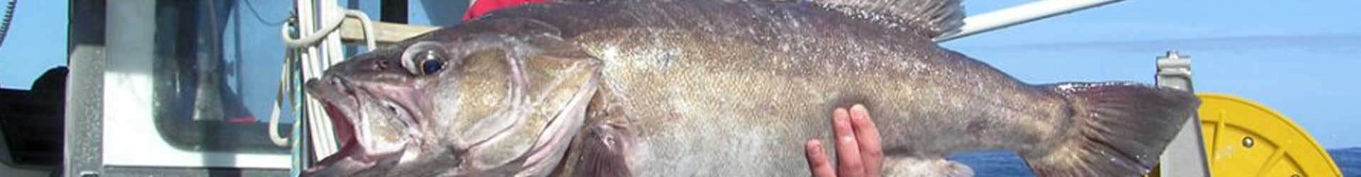 Best Fishing on Flinders Island | Fishing Tours Kirkhope Aviation