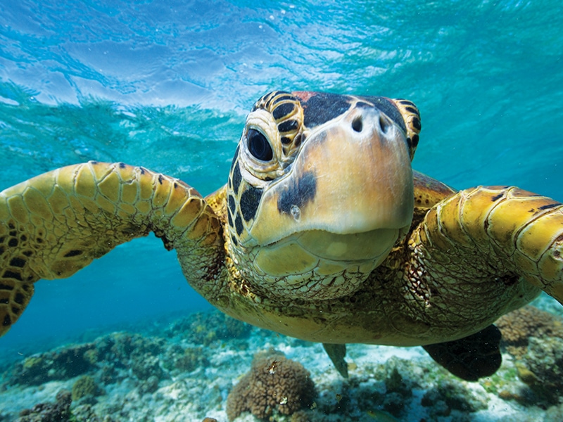 Australian Air Safaris | Our Fleet of Trusted Aircraft