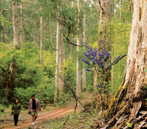 Wildflowers & Wilderness - Australian Air Safaris